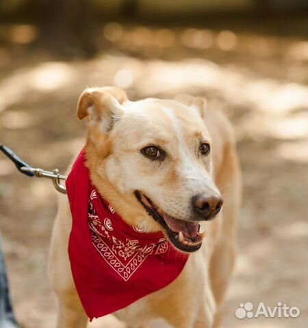 Лада из приюта ищет семью