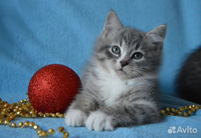 Сибирские котята