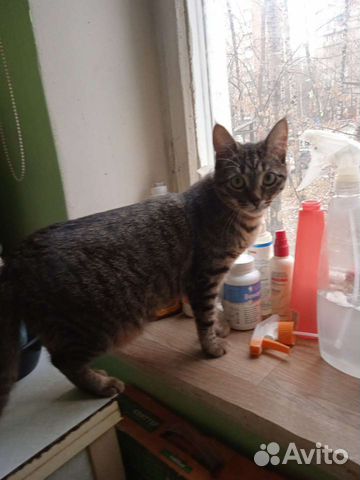 Котенок кошечка