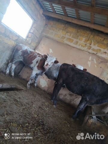 Бычки и тёлки