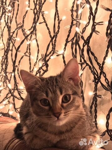 Милая кошечка ищет свой теплый и полный забот и лю