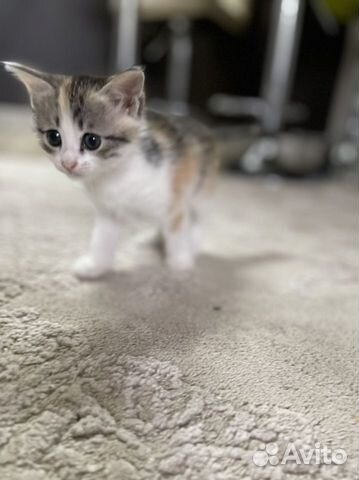 Котёнок Шпулька