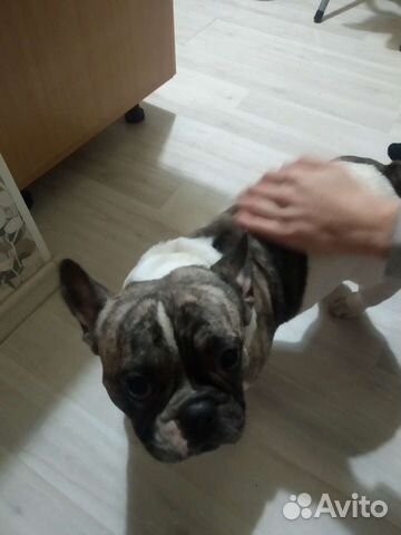 Найдена собака,мопс