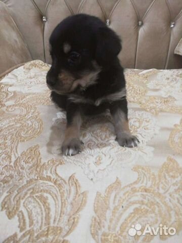 Собачка такса