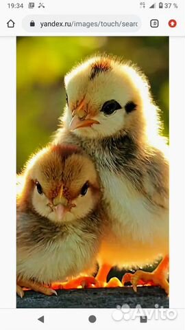 Цыплята, куры несушки