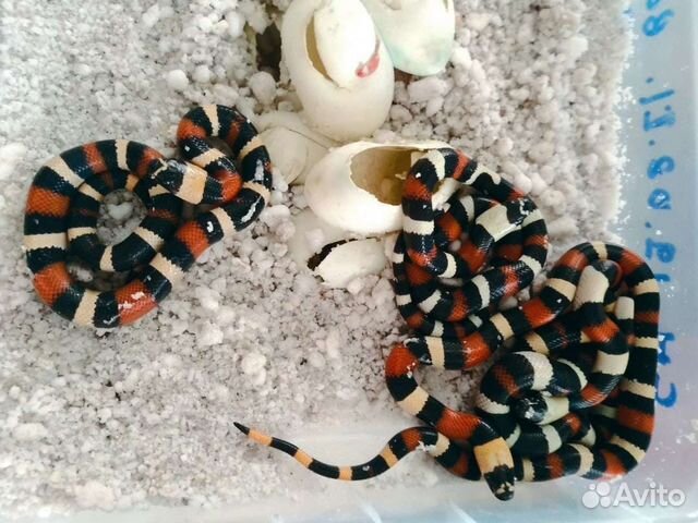 Молочная змея кембела