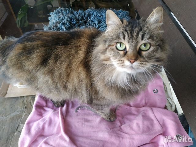 Сибирская пушистая, 1.5г, стерильна, кошка