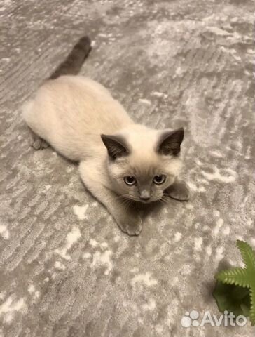 Продам котенка шотландский прямоухий