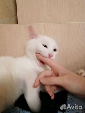 Которебенок ищет дом