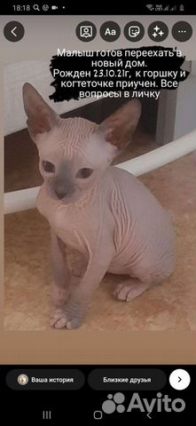 Канадский сфинкс