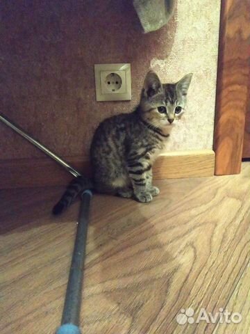 Отдам бесплатно котенка около 3мес. Кошечка
