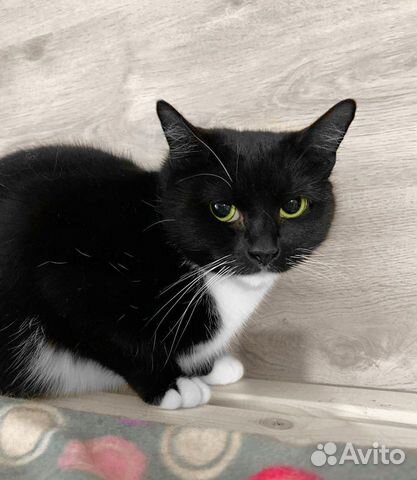 Кошечка Черри