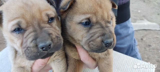 Собака"Шарпанюрки"