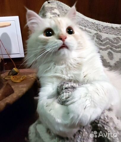 Очаровательный котик в дар