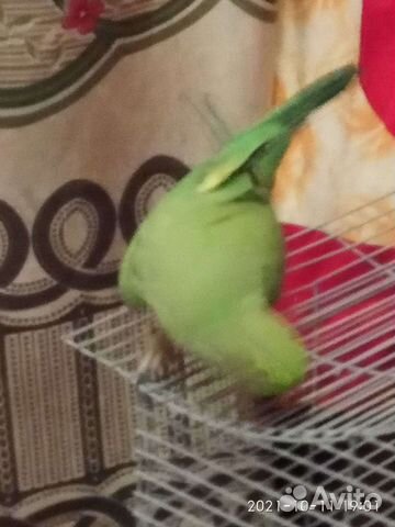 Домашние животные,Попугай