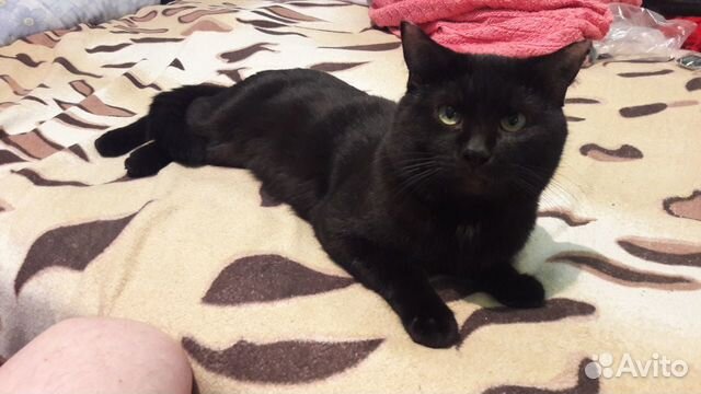 Кот добрый, ласковый