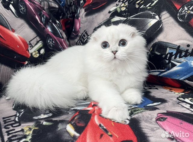 Шотландская куколка