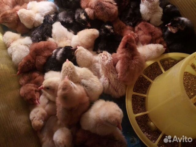 Цыплята несушки
