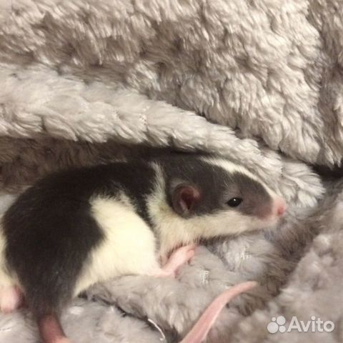 Крысята дамбо