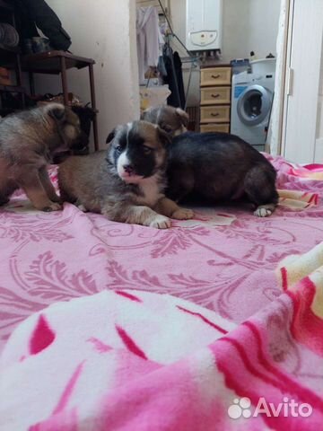 Собака в добрые руки хаски