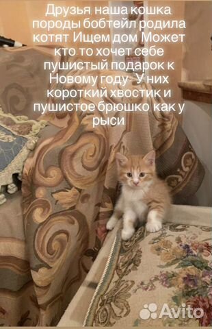 Котята