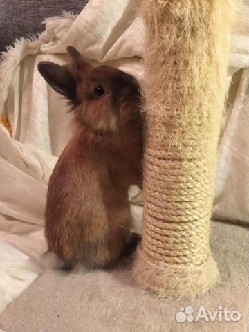 Декоративные кролики