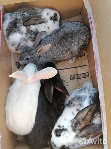 Кролики 2 мес