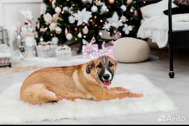 Собака Рада