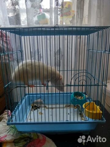 Крыса с клеткой