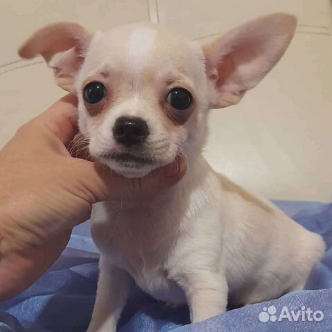 Подарочек к Н.Г