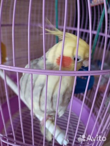Домашние животные попугаи