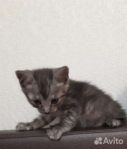 Котёнок лучший подарок на новый год Тигра