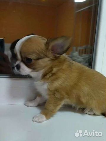 Мини девочка красотка чихуахуа