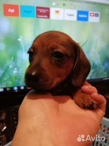 Шикарные щенки карликовой таксы