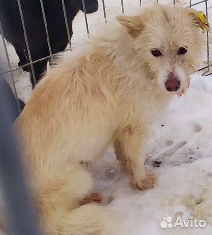 Спасите Ванильку