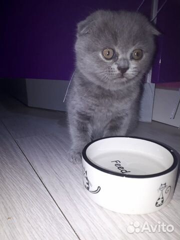 Шотланский вислоухий котенок