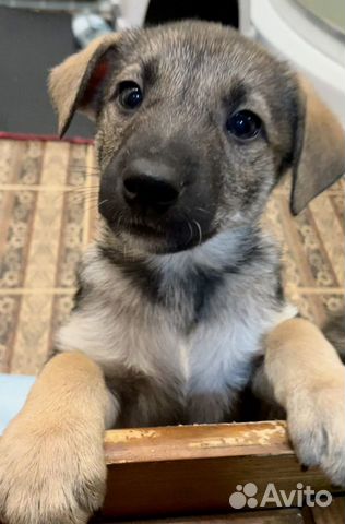 Щенки 1,5 месяца, девочки Будут средние, хорошо во