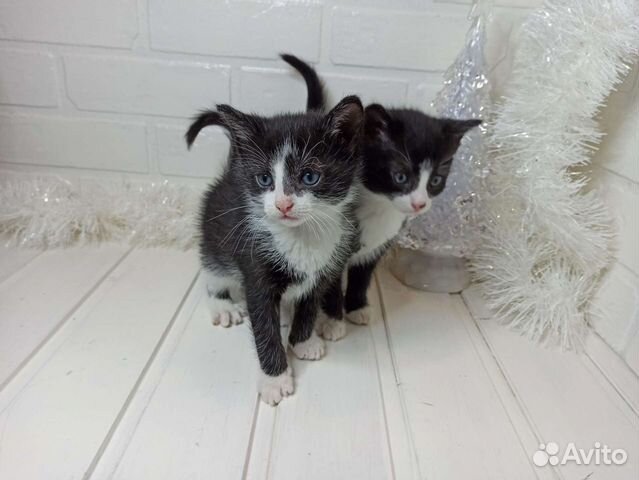 Котёнок мальчик