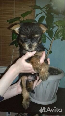 Йоркширский терьер щенки