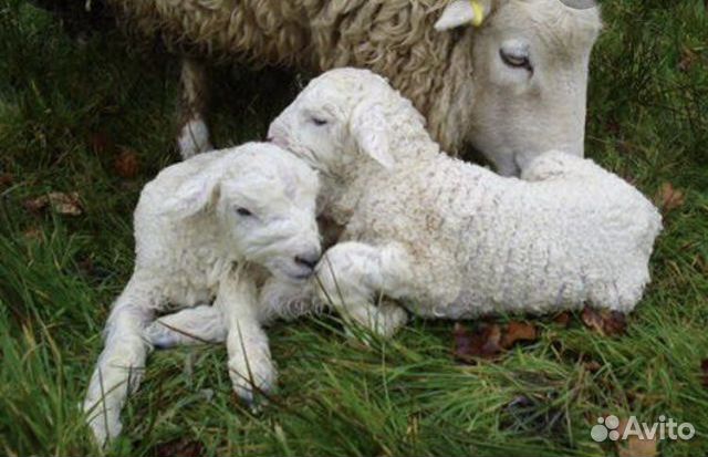 Ягнята суточные