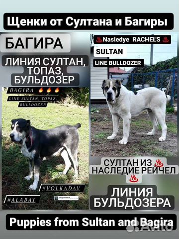 Щенки среднеазиатской овчарки