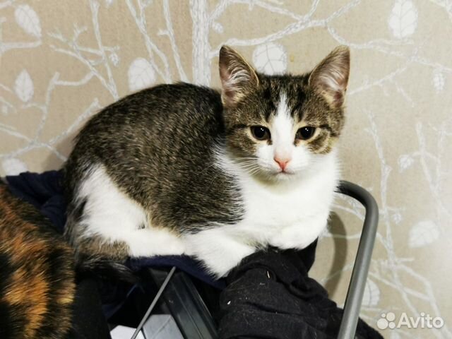 Отдам в добрые руки маленькую котят