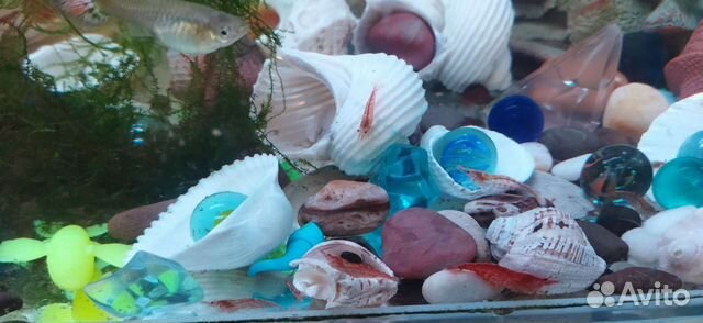 Креветки обмен