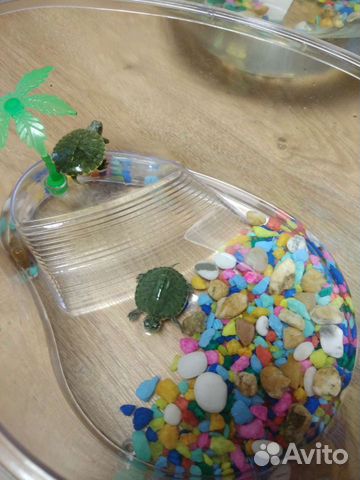 Красноухие милашки-черепахи малыши