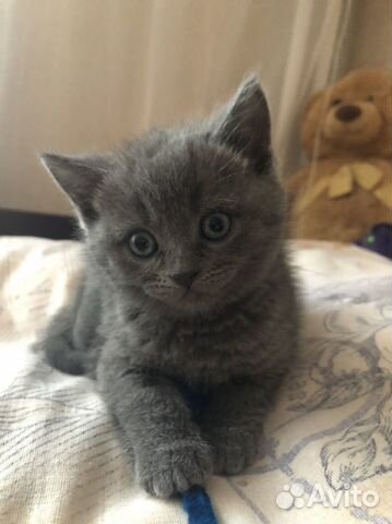 Продаеться котенок Британиц