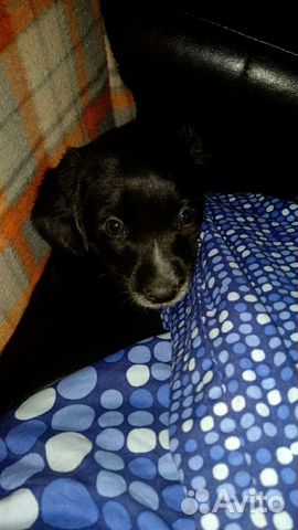 Щенки от спаниеля мамы