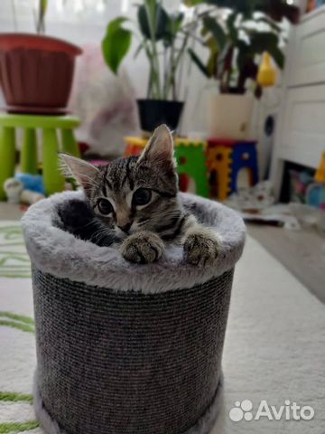 Красотка Рыся (3 мес.) ищет дом