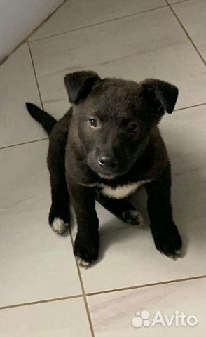 Собака в добрые руки щенок