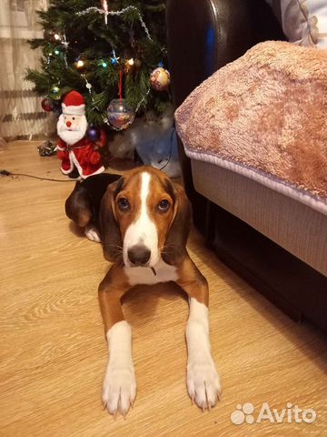 Щенки бигль москва