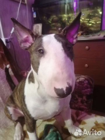 Щенки бультерьера